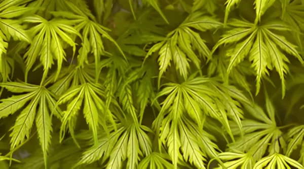 Green Filigree Laceleaf Japanese Maple - Japanese Maple
