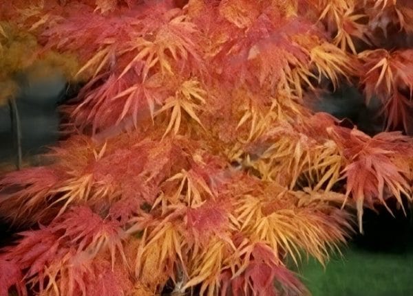 Scolopendrifolium Narrow Leaf Japanese Maple - Japanese Maple