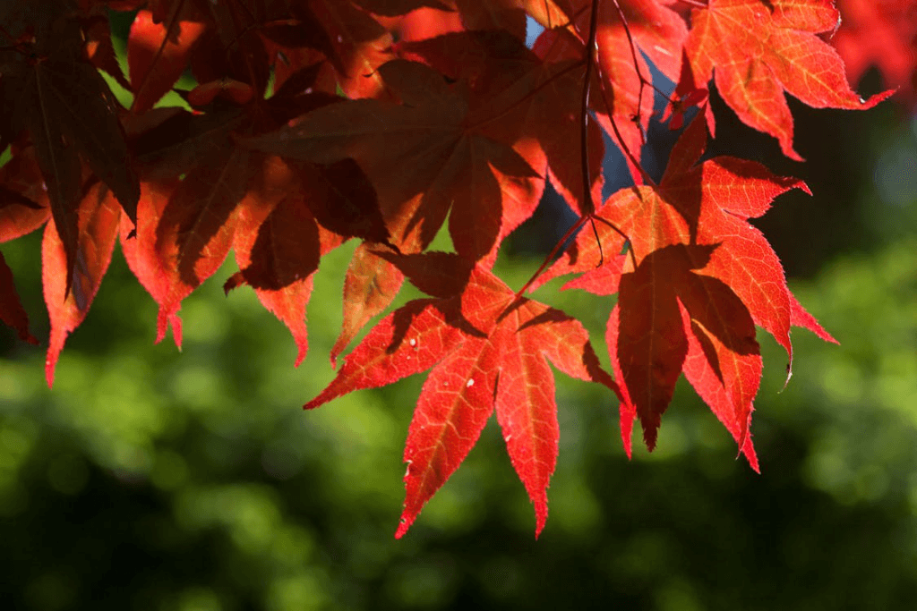 Rare and Hard-to-Find Japanese Maples: A Collector’s Guide - Japanese Maple