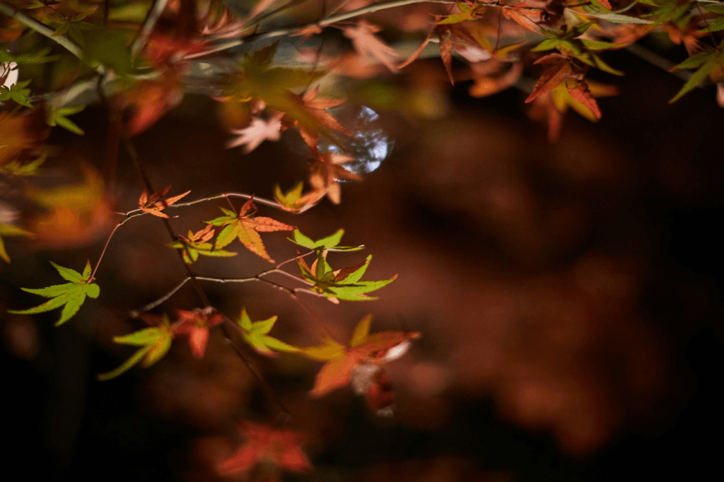 From Seedling to Stunning: The Growth Stages of Japanese Maples ...