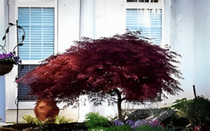 Red Dragon or Crimson Queen? Choosing the Right Laceleaf Maple for Your ...